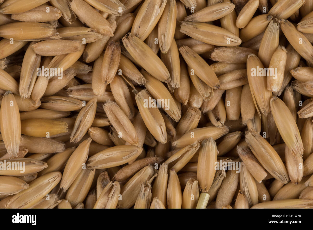 natural oat grains for background, close up shot Stock Photo - Alamy