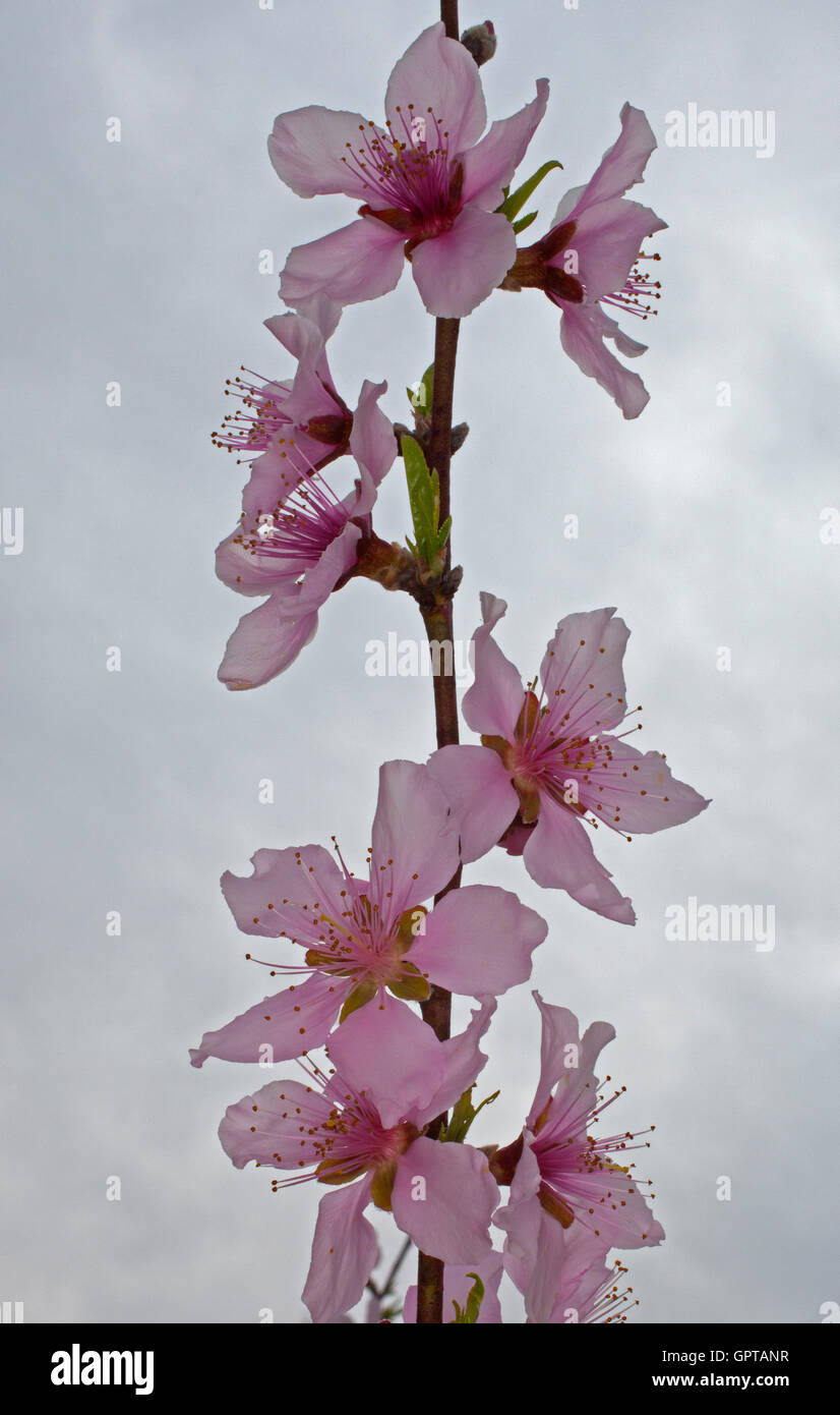 Row and limb hi-res stock photography and images - Alamy