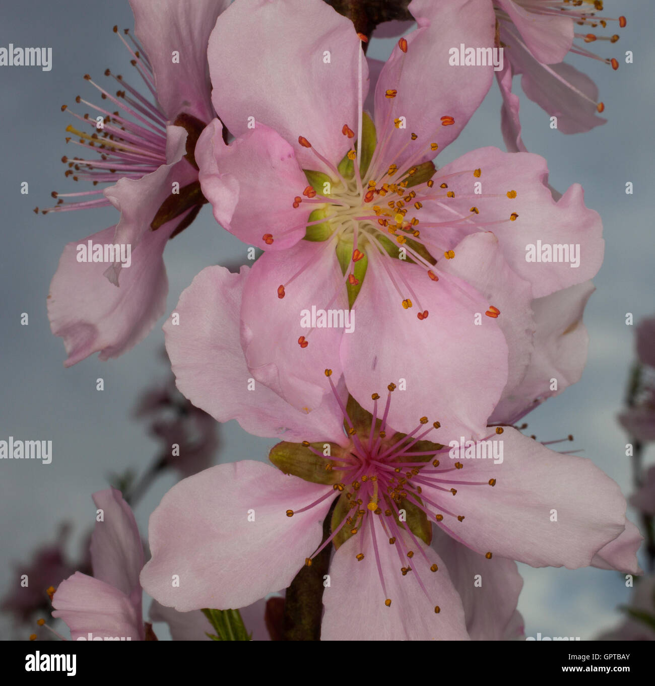 Pink nectarine flowers that have bloomed on a vertical branch with sky ...