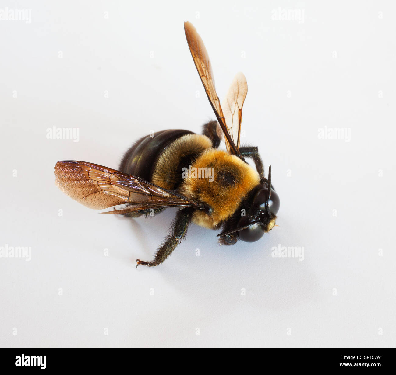 Large male carpenter bee on a white background Stock Photo - Alamy