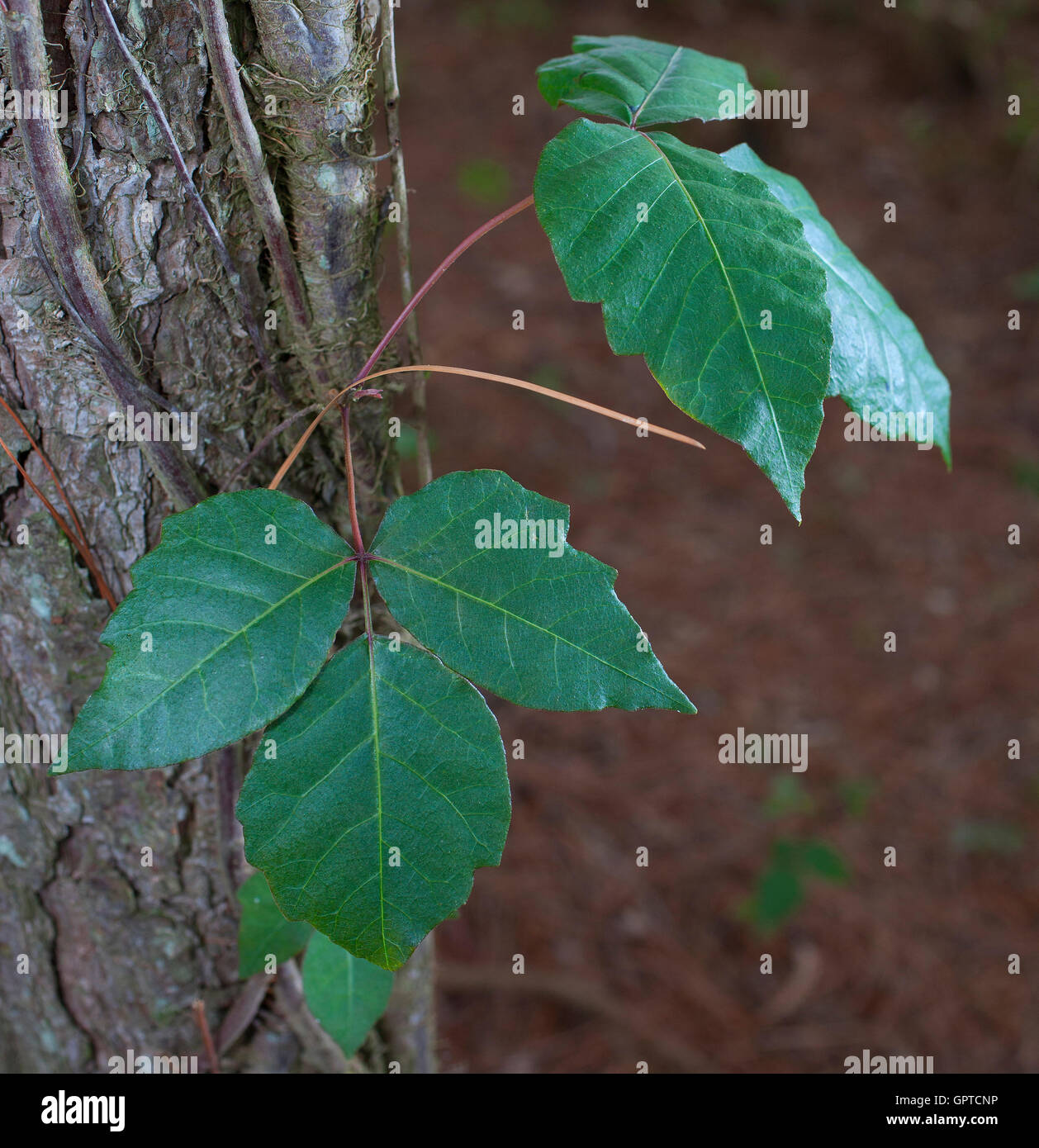 Large poison ivy leaves that are climbing up a pine tree Stock Photo ...