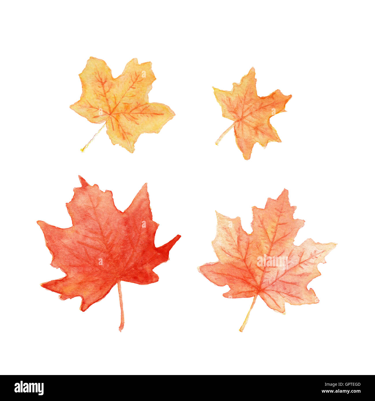 Watercolor painting autumn maple hi-res stock photography and images ...
