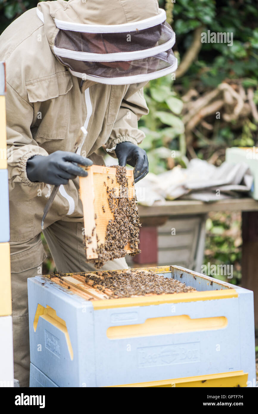 Beekeeper removing frames from hive for inspection or harvesting honey ...