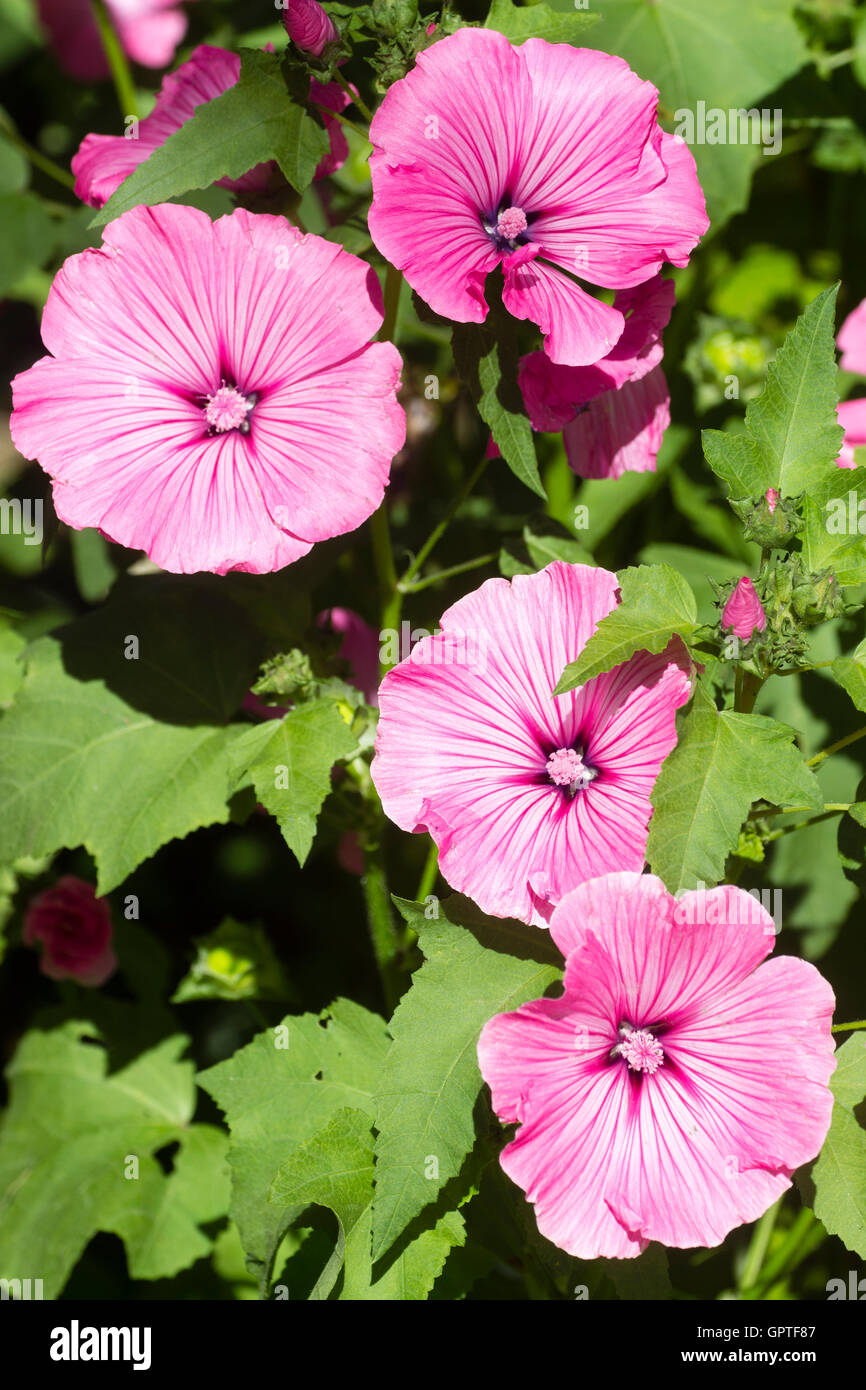 Large pink flowers of the bushy, long flowering annual mallow, Lavatera ...