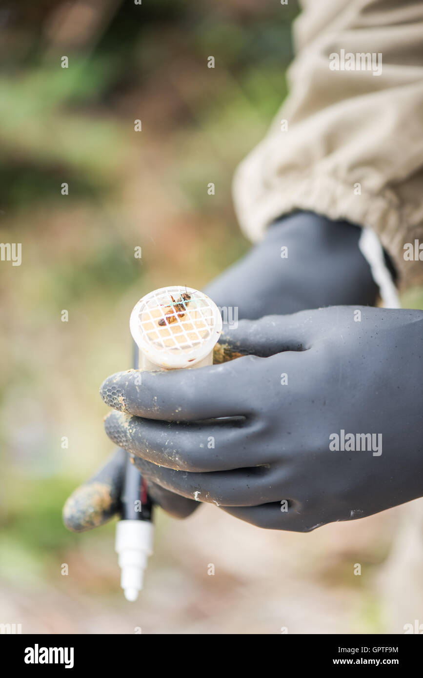 Beekeeper hold bee Queen for marking, hives inspection and apiary work ...