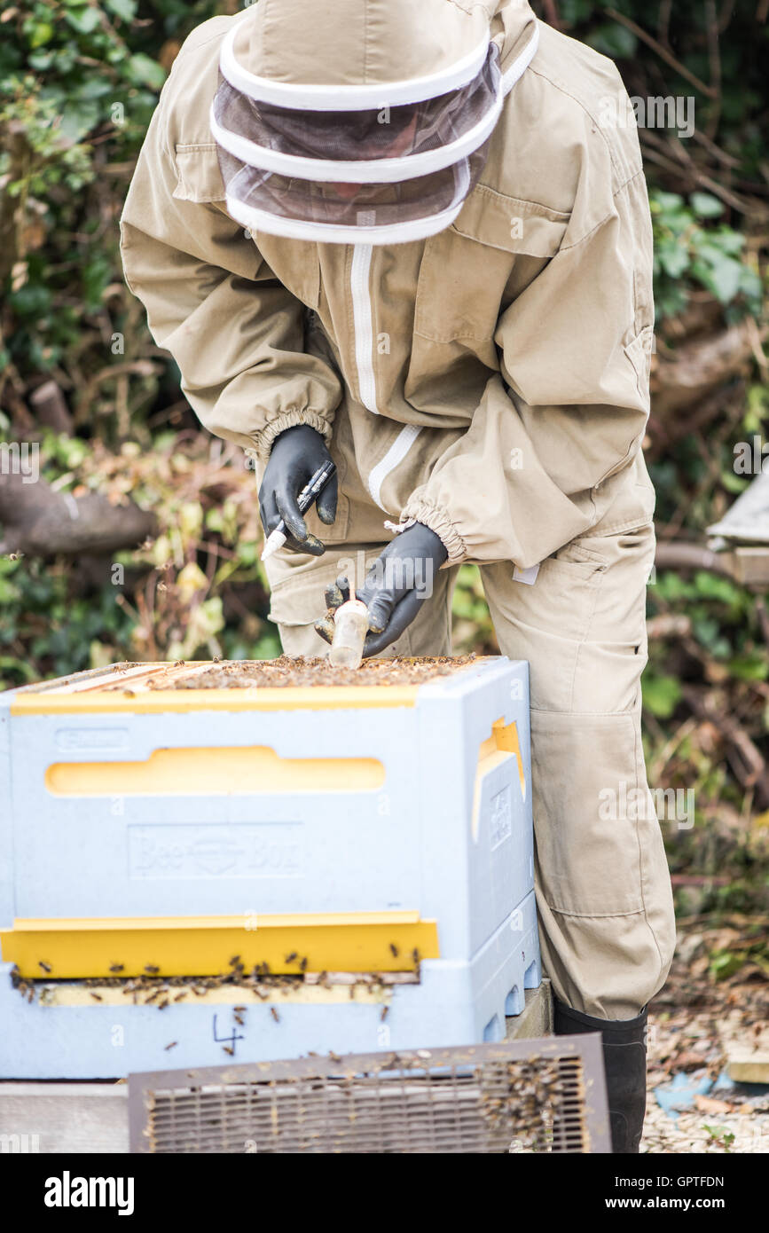 Beekeeper hold bee Queen for marking, hives inspection and apiary work ...