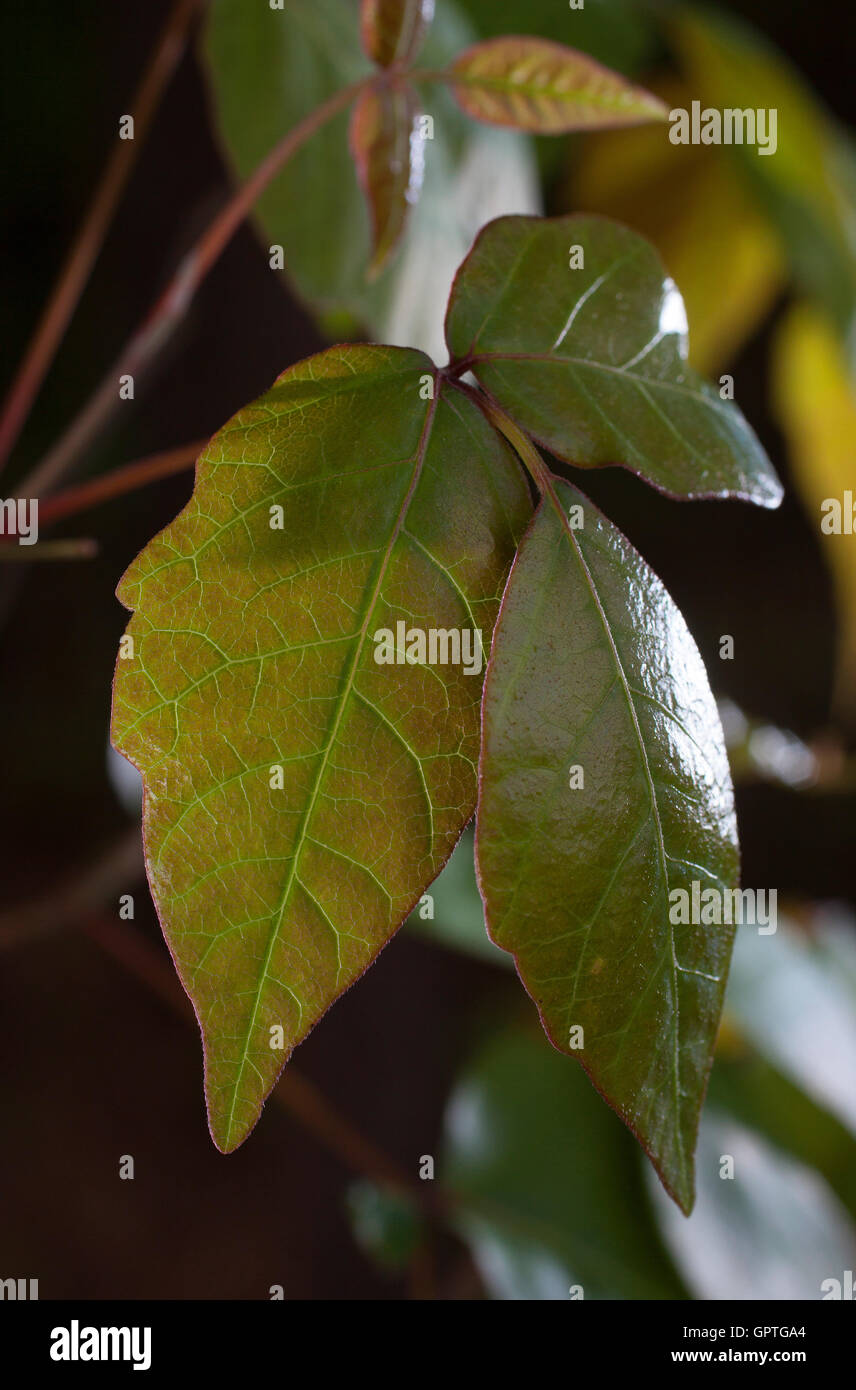 A young poison ivy plant hi-res stock photography and images - Alamy