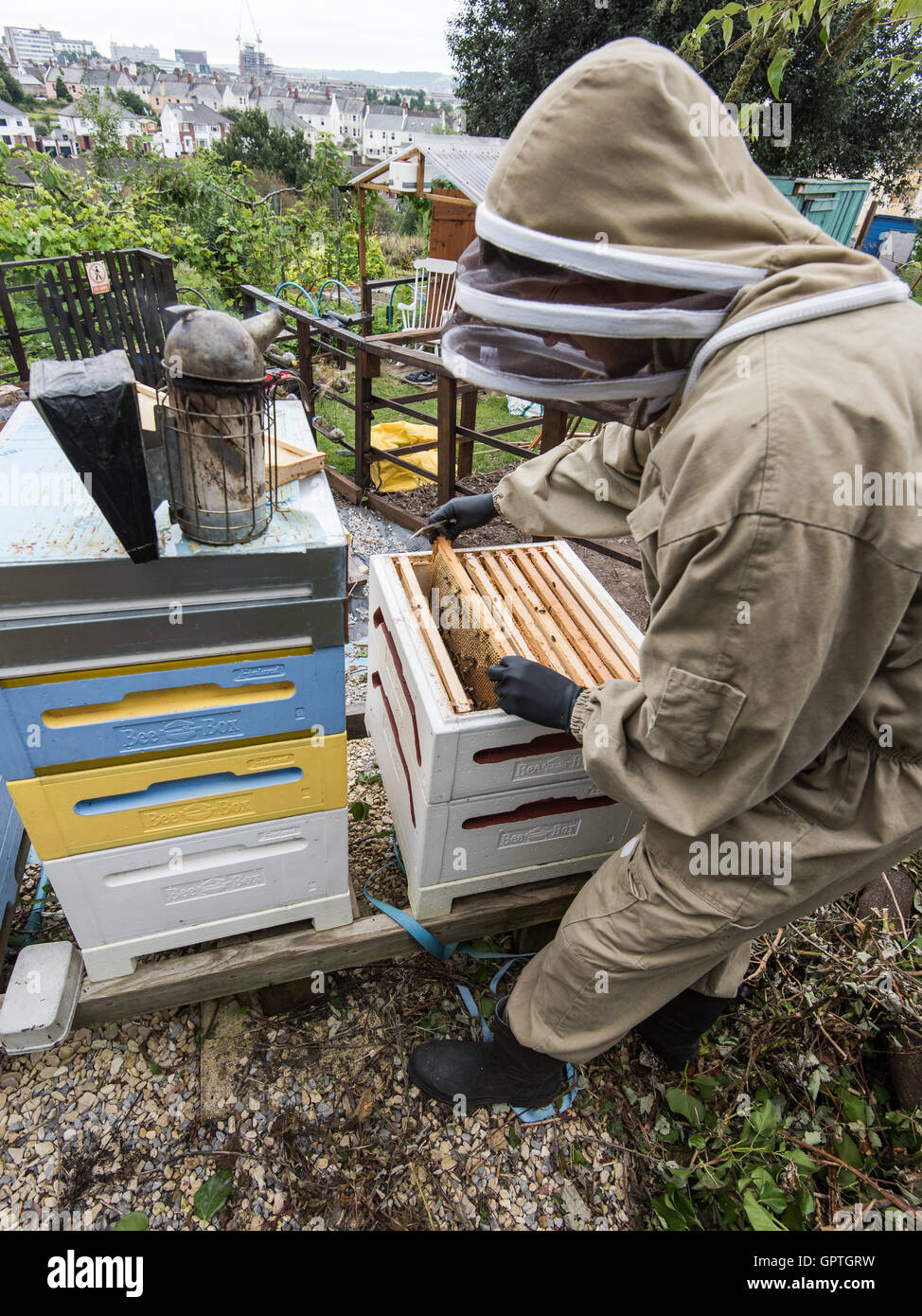 Beekeeper remove frame with honey from hive, apiary industry Stock ...