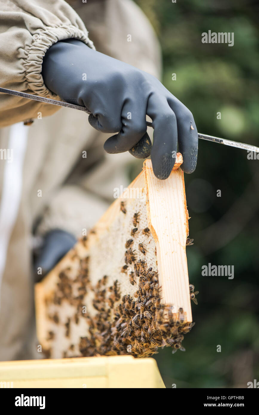 Beekeeper hold frame with honey bees, harvesting time Stock Photo - Alamy