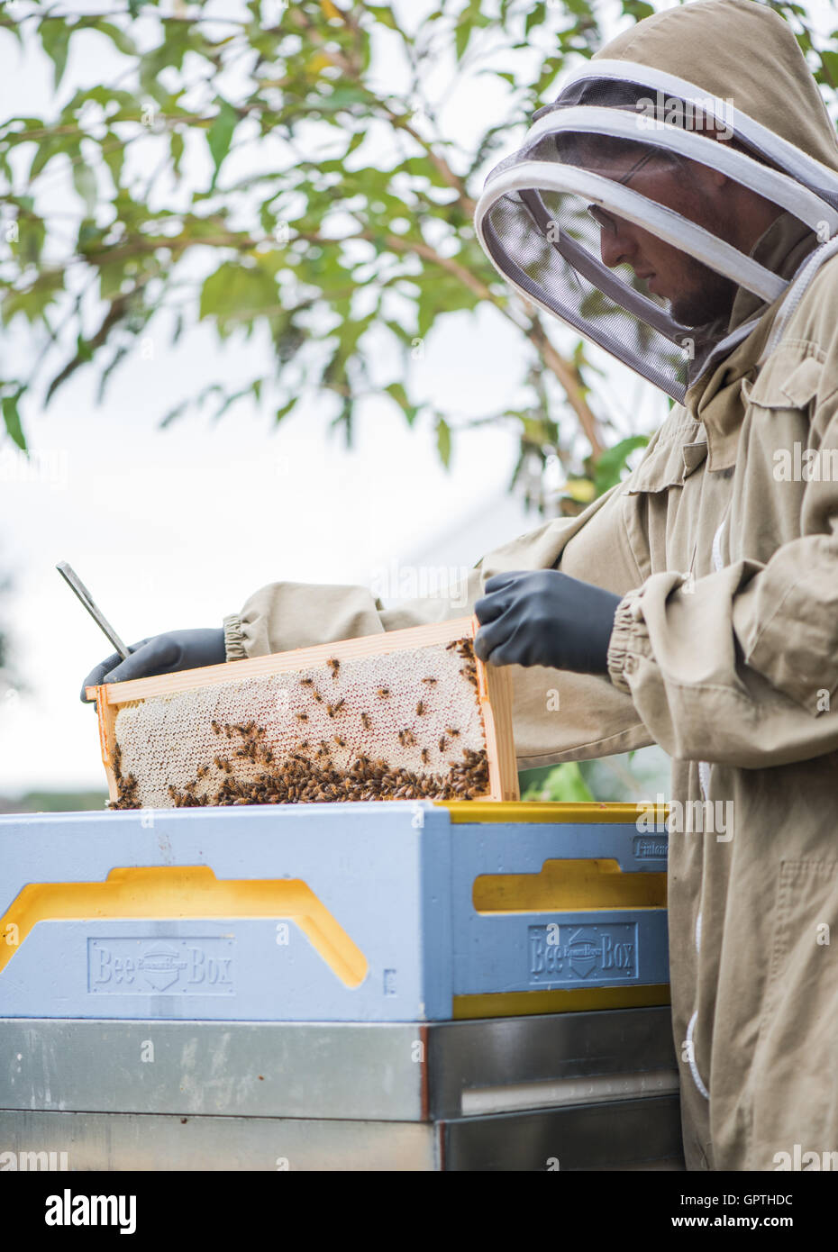 Beekeeper harvesting honey from hive Stock Photo - Alamy