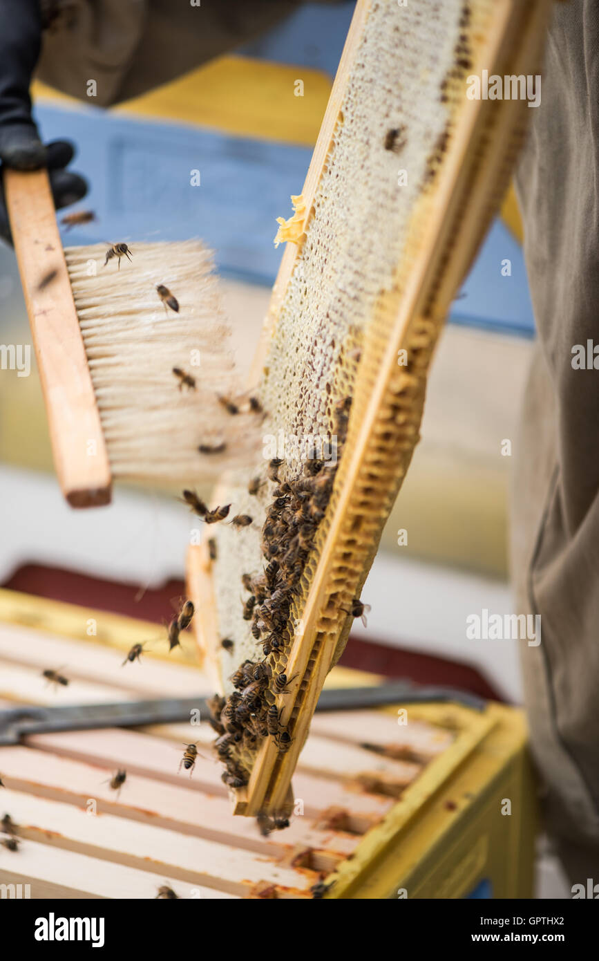 Beekeeper removing bees from honeycomb frame over hives Stock Photo - Alamy