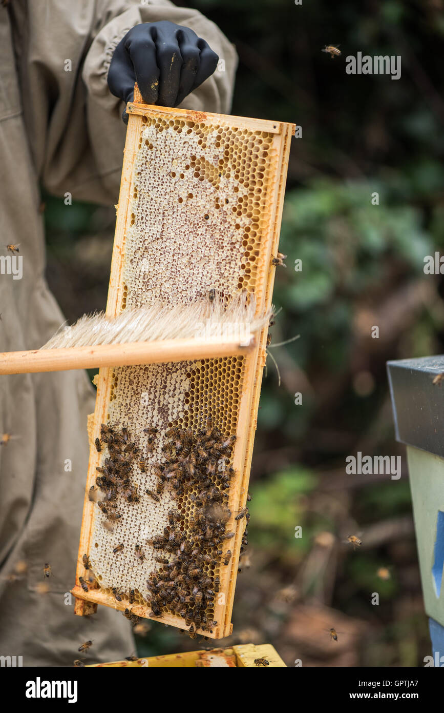 Beekeeper removing bees from honeycomb frame over hives Stock Photo - Alamy