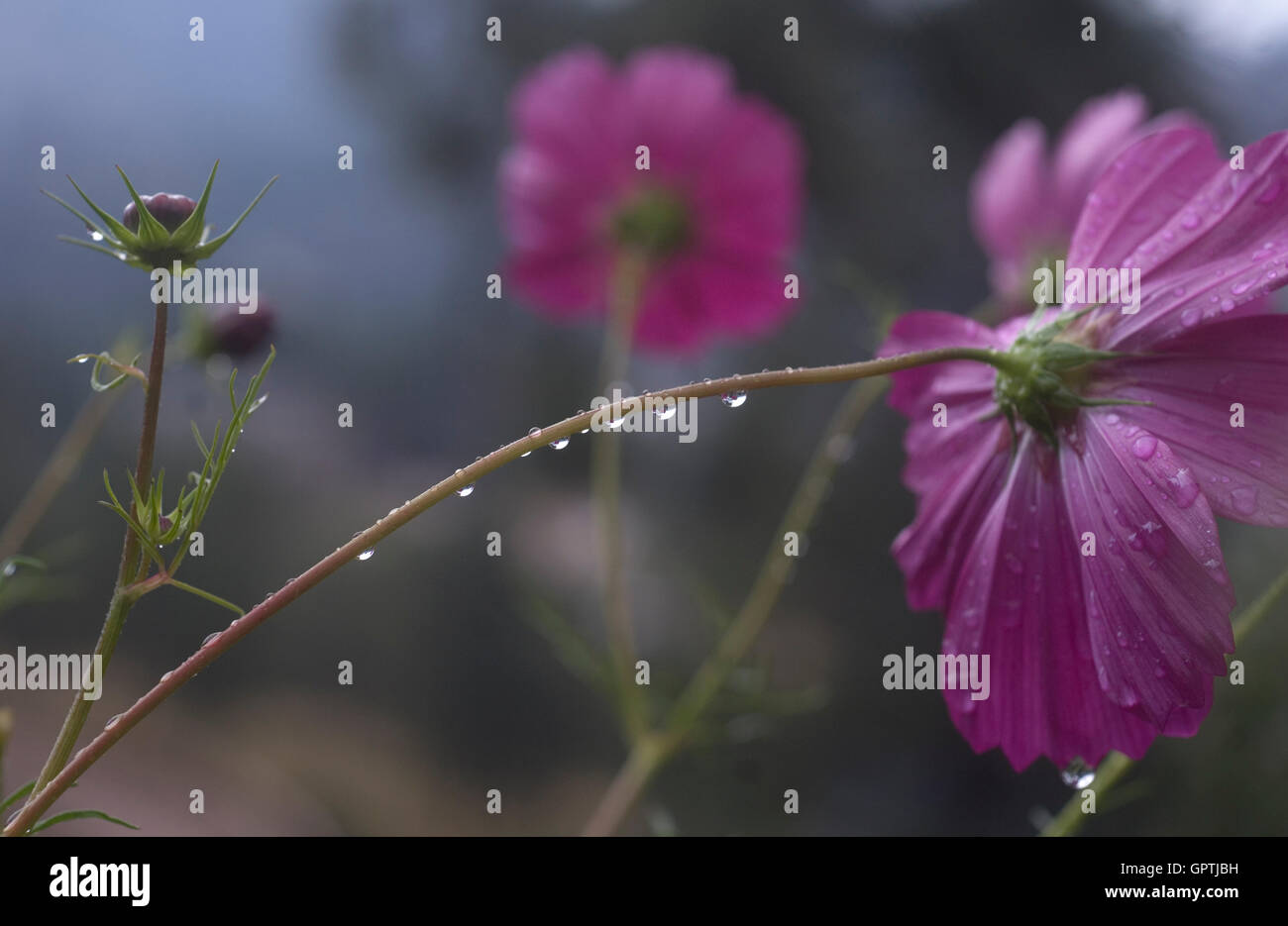 Drooping buds hi-res stock photography and images - Alamy