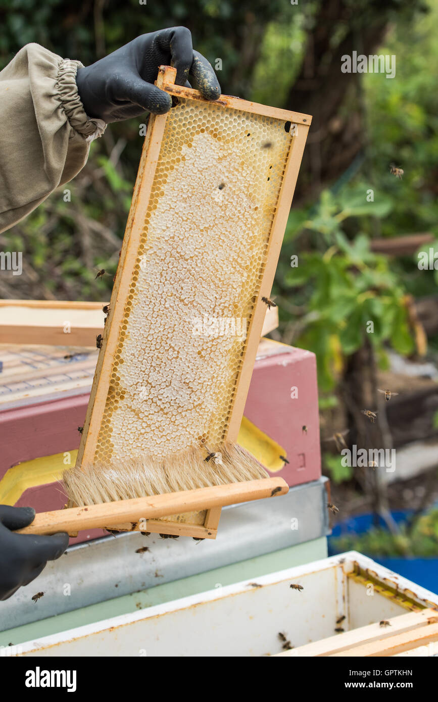 Beekeeper removing bees from honeycomb frame over hives Stock Photo - Alamy