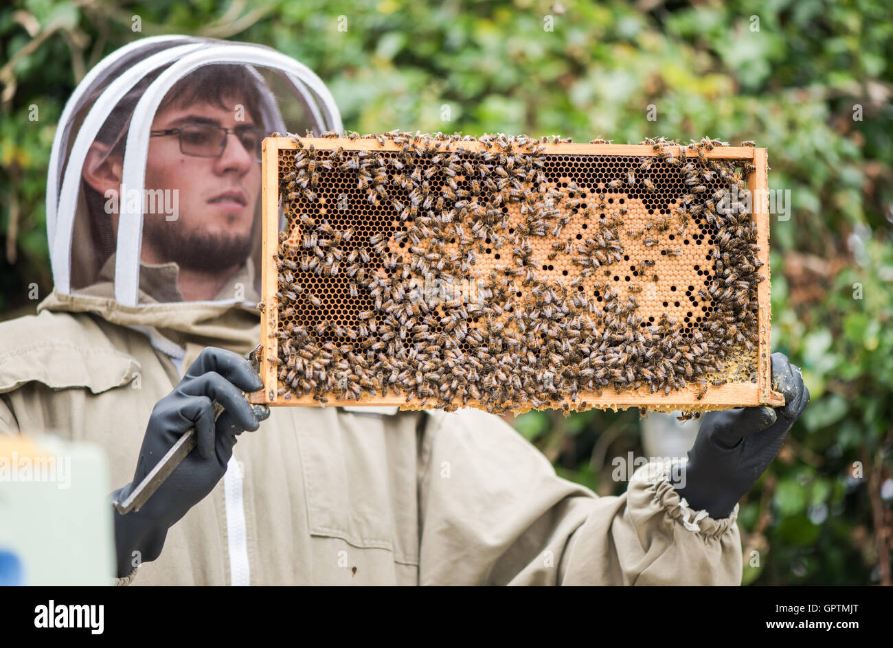 Beekeeper hold honeycomb frame with bees for inspection Stock Photo - Alamy