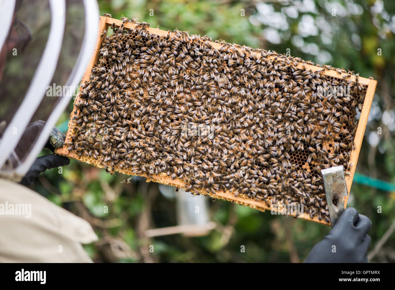 Beekeeper hold honeycomb frame with bees for inspection Stock Photo - Alamy