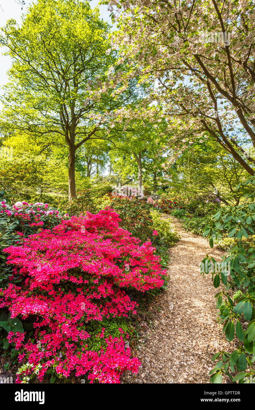 Pretty path lined with red azaleas and rhododendrons, RHS Gardens at ...