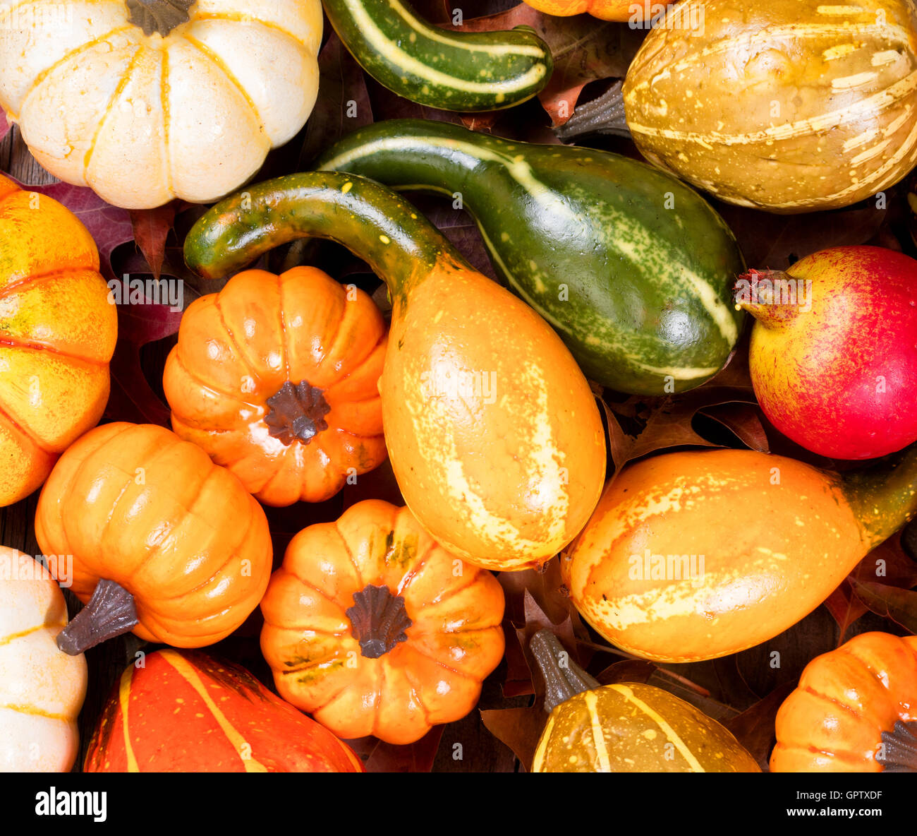 Overhead view of seasonal autumn gourd decorations on leaves. Filled ...