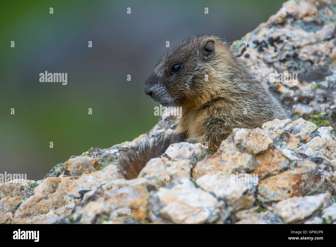 Yellow-bellied Marmot (Marmota flaviventris), poking head out of burrow ...