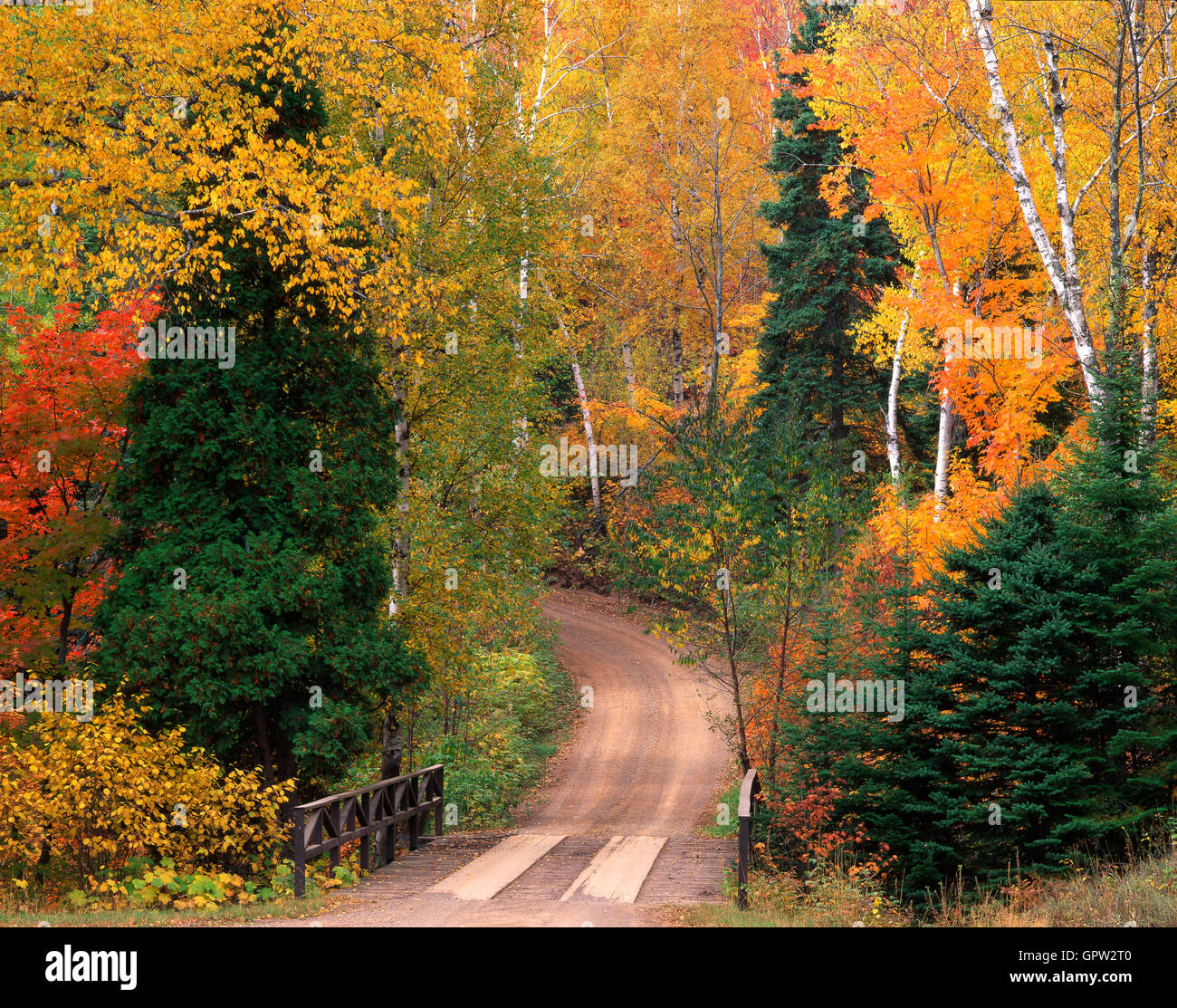 Road Mixed Coniferous Deciduous Forest of White Birch Maples Fir ...