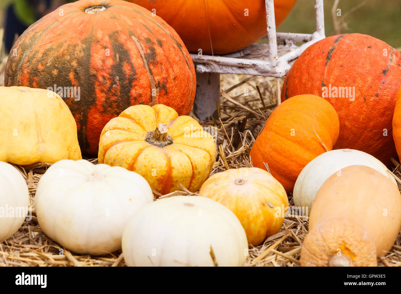 Pumpkins with different colours in the field Stock Photo - Alamy