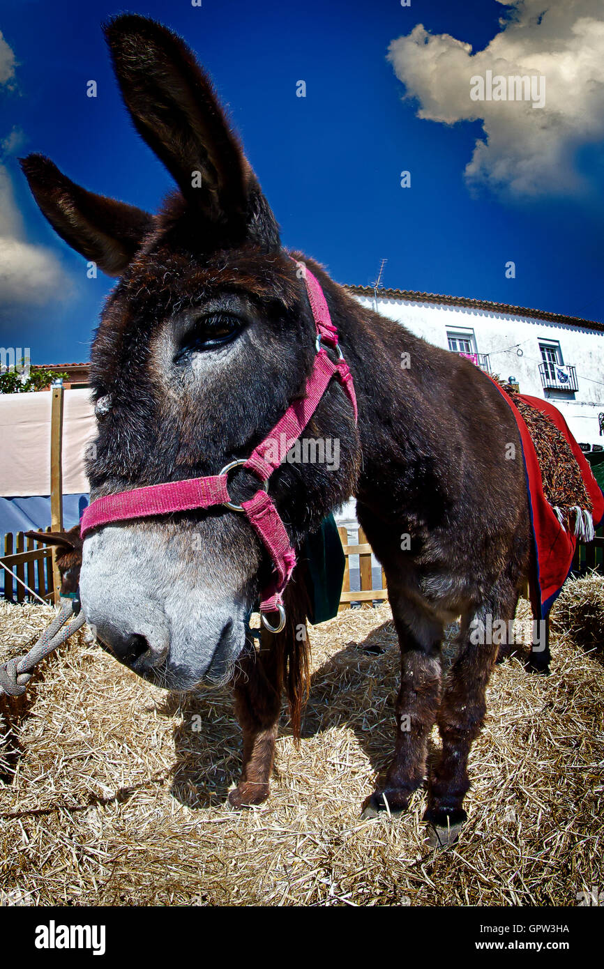 Donkey close up in a farmland Stock Photo - Alamy