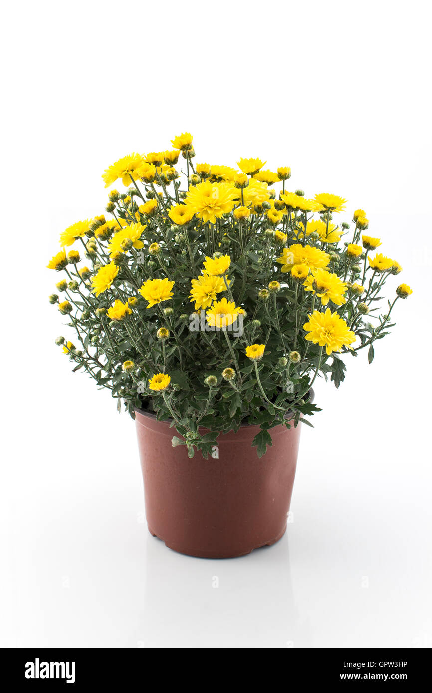 Yellow Chrysanthemum Potted Isolated on White Stock Photo - Alamy