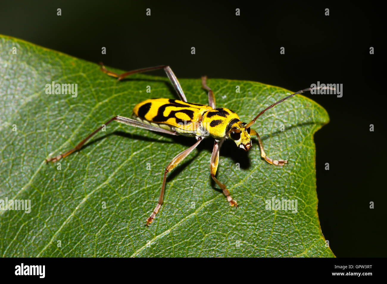 Date palm beetle hi-res stock photography and images - Alamy