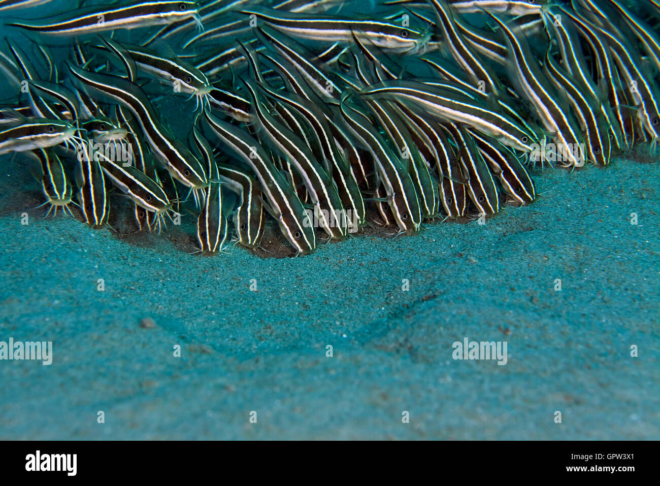 Striped eel catfish (plotosus lineatus) in the Red sea Stock Photo - Alamy