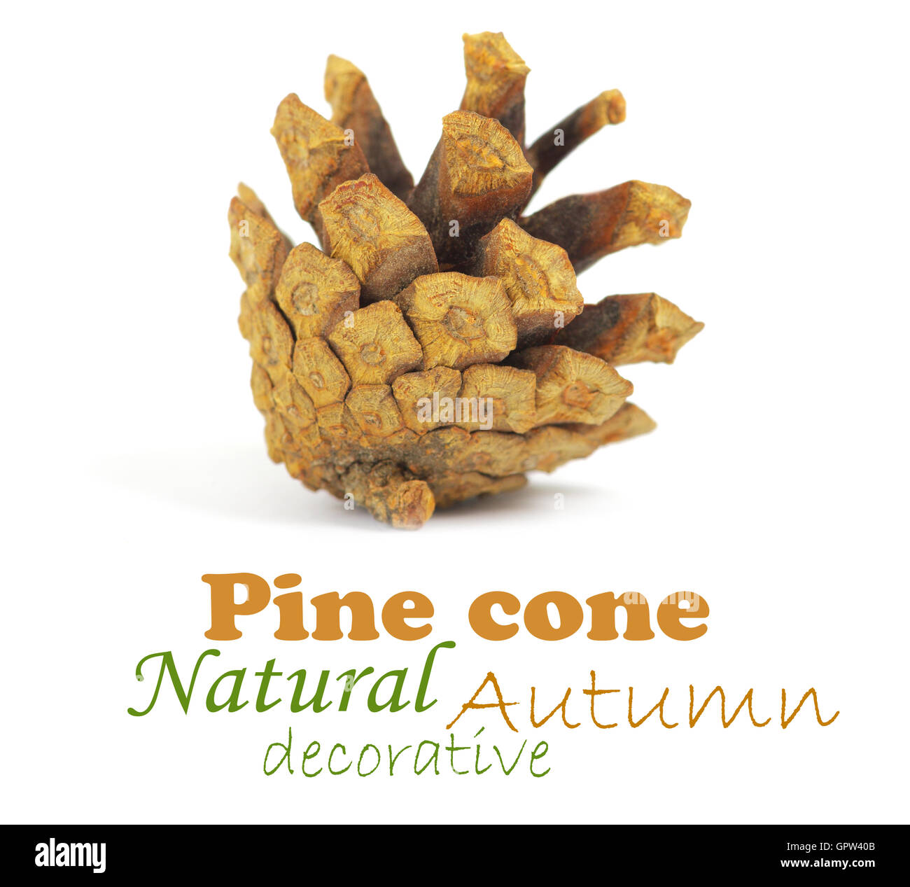 Pine cone isolated on white, clipping path included Stock Photo - Alamy