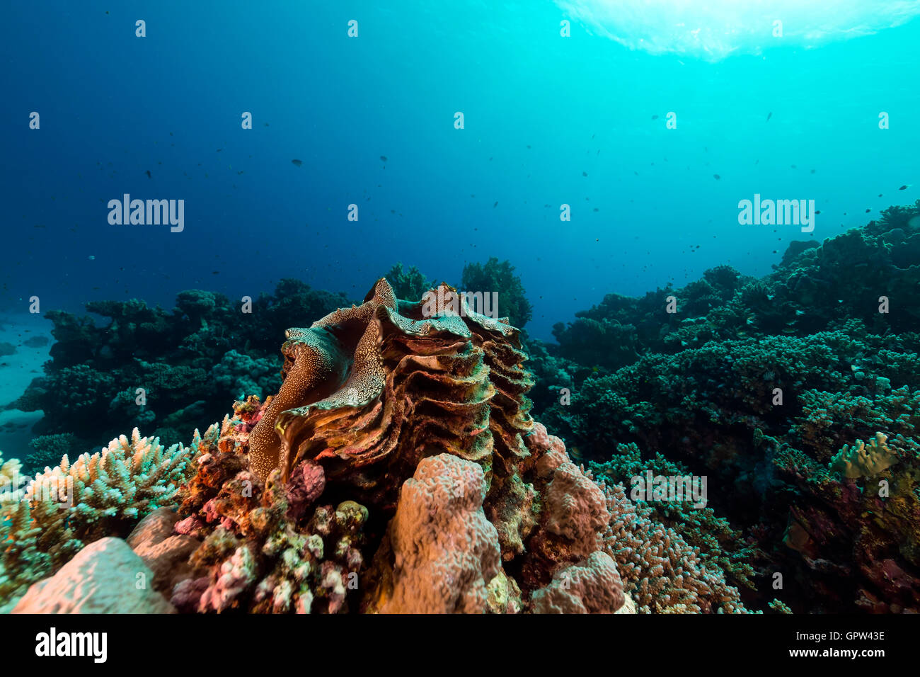 Giant clam and tropical reef in the Red Sea Stock Photo - Alamy