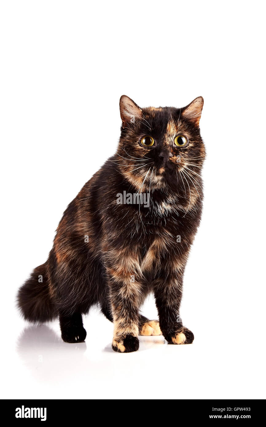 Multi colored cat hi-res stock photography and images - Alamy