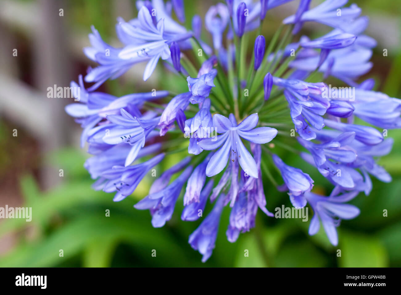 African lily bloom hi-res stock photography and images - Alamy