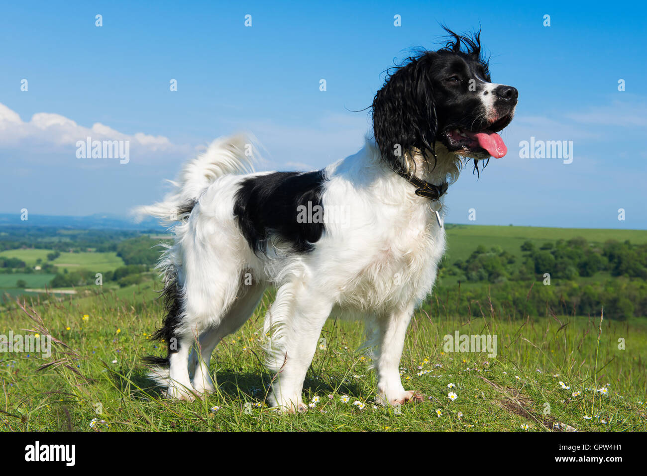 A young "Sprocker" (Springer & Cocker cross-breed) spaniel bitch Stock ...