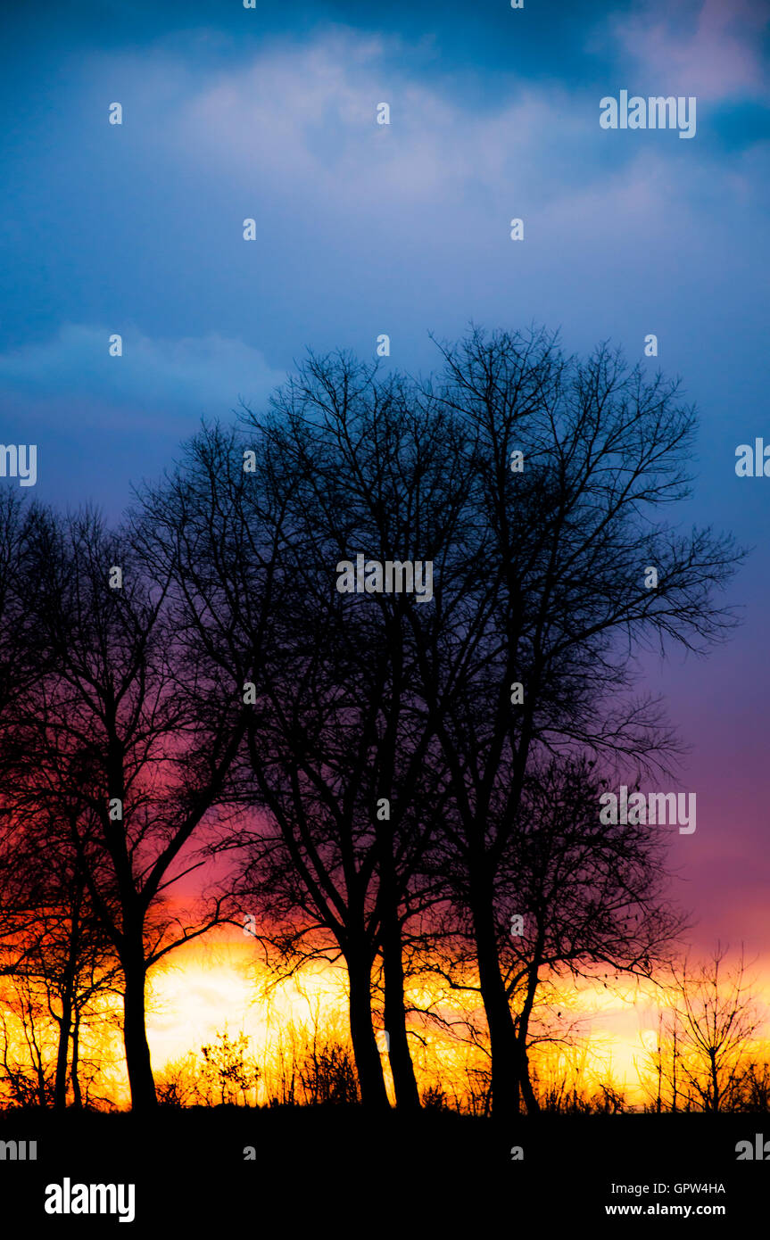 Tree silhouette during sunset Stock Photo - Alamy