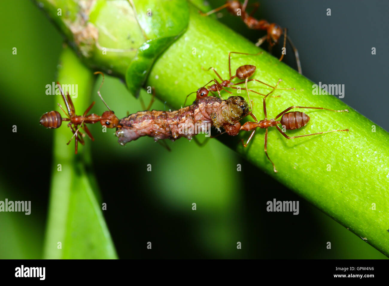 Ant attack hi-res stock photography and images - Alamy