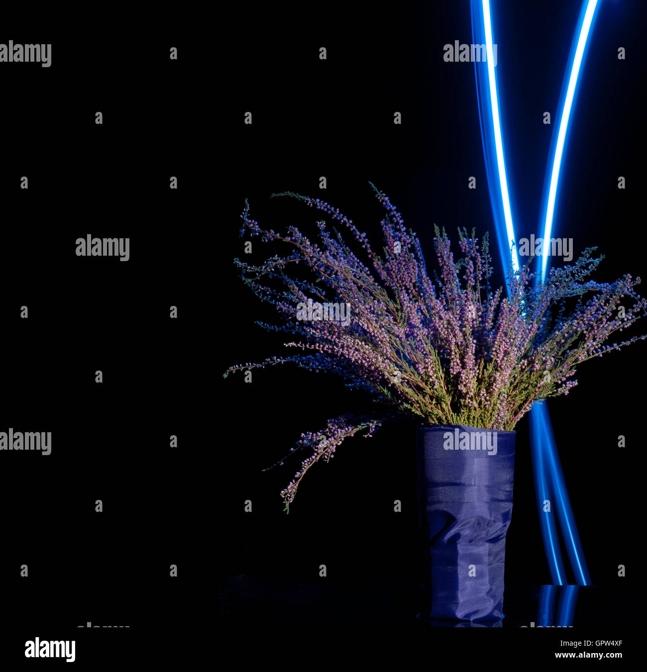 Stunning low key moody image of flower on black background. Long Stock ...