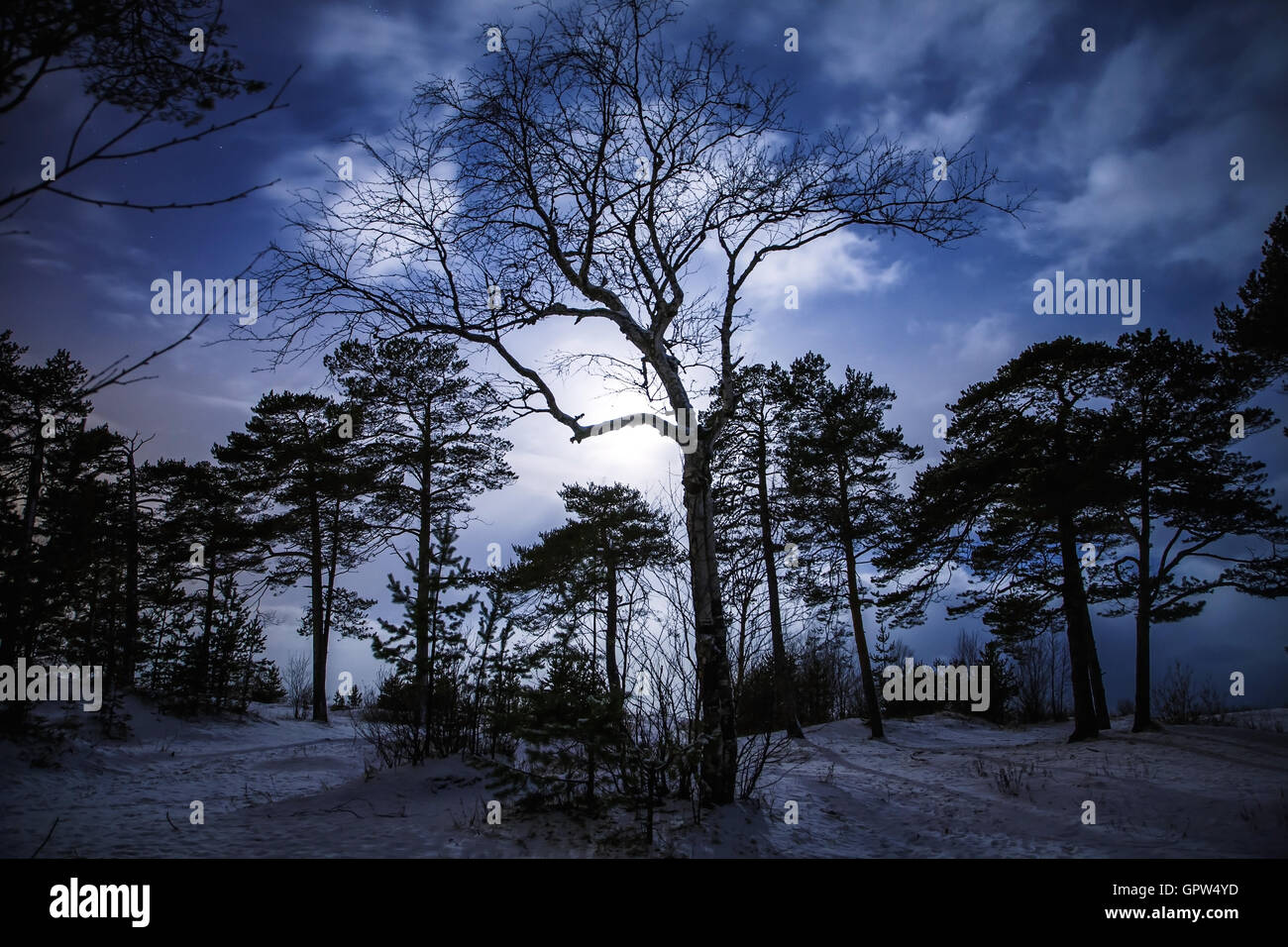 Moonlight tree hi-res stock photography and images - Alamy