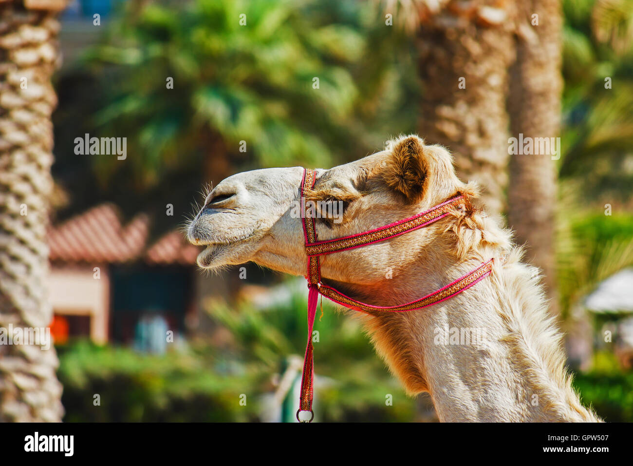 The muzzle of the African camel Stock Photo - Alamy