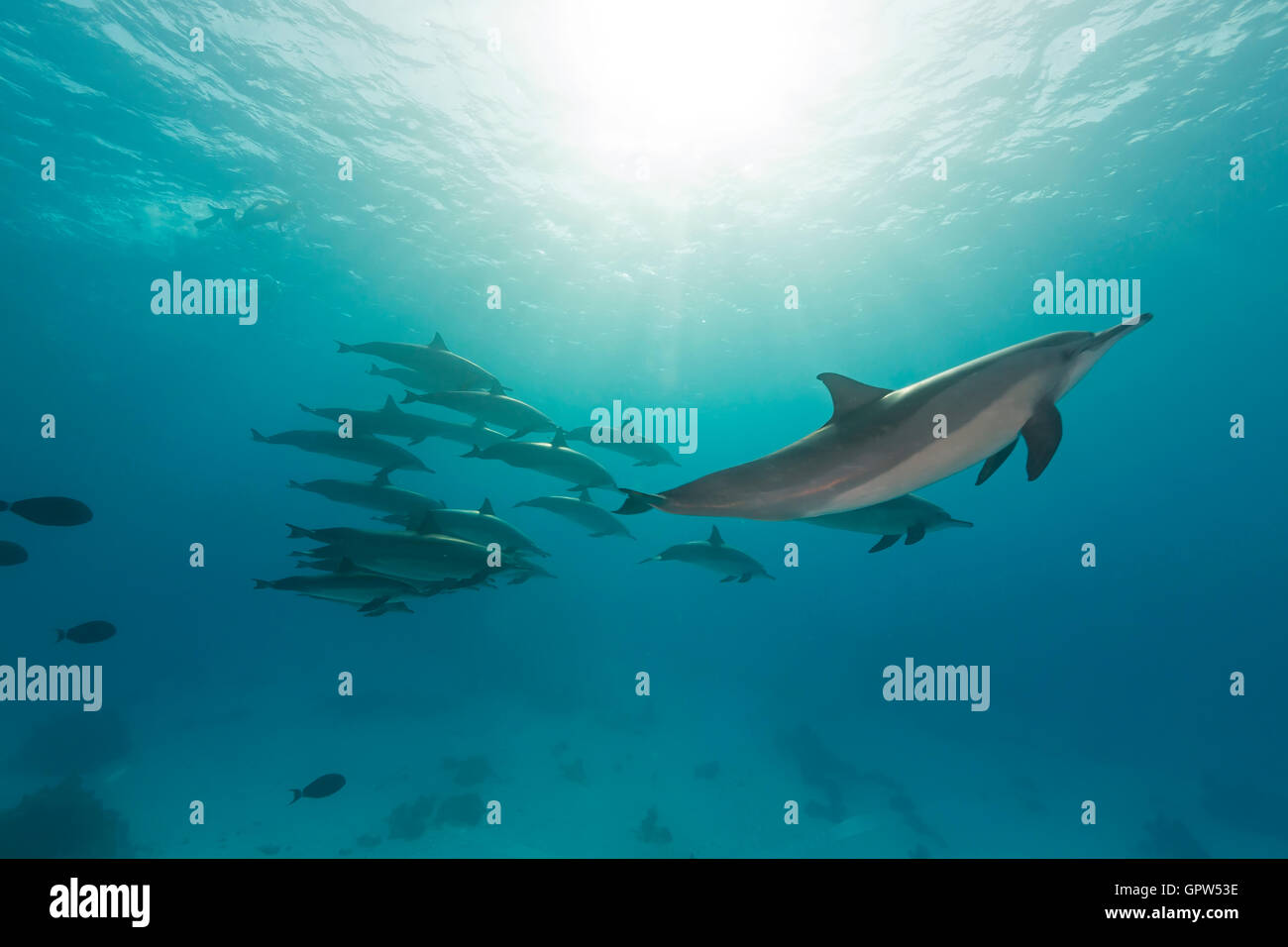 Dolphin pod underwater in red hi-res stock photography and images - Alamy