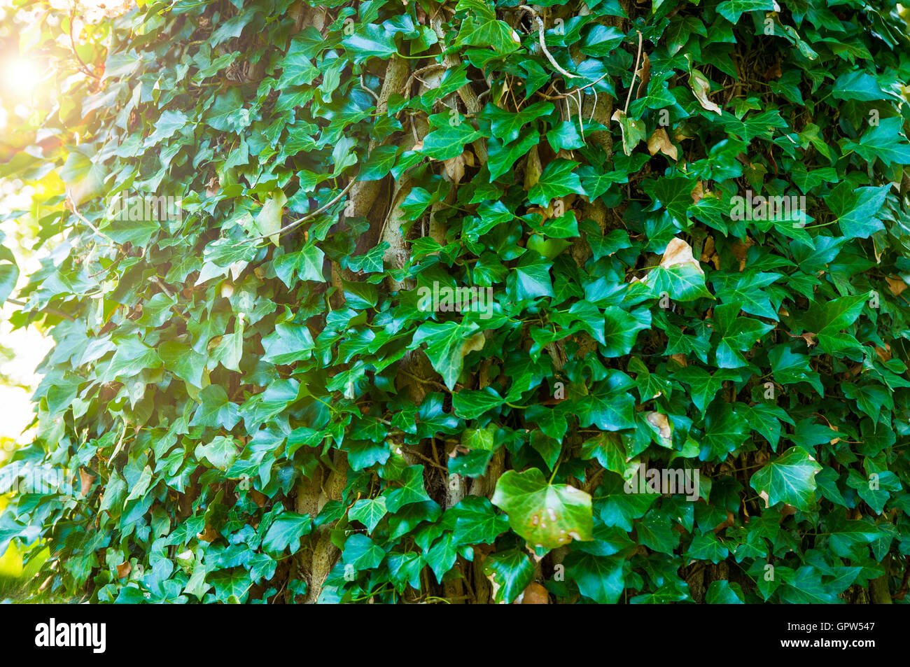Ivy clad architecture hi-res stock photography and images - Alamy