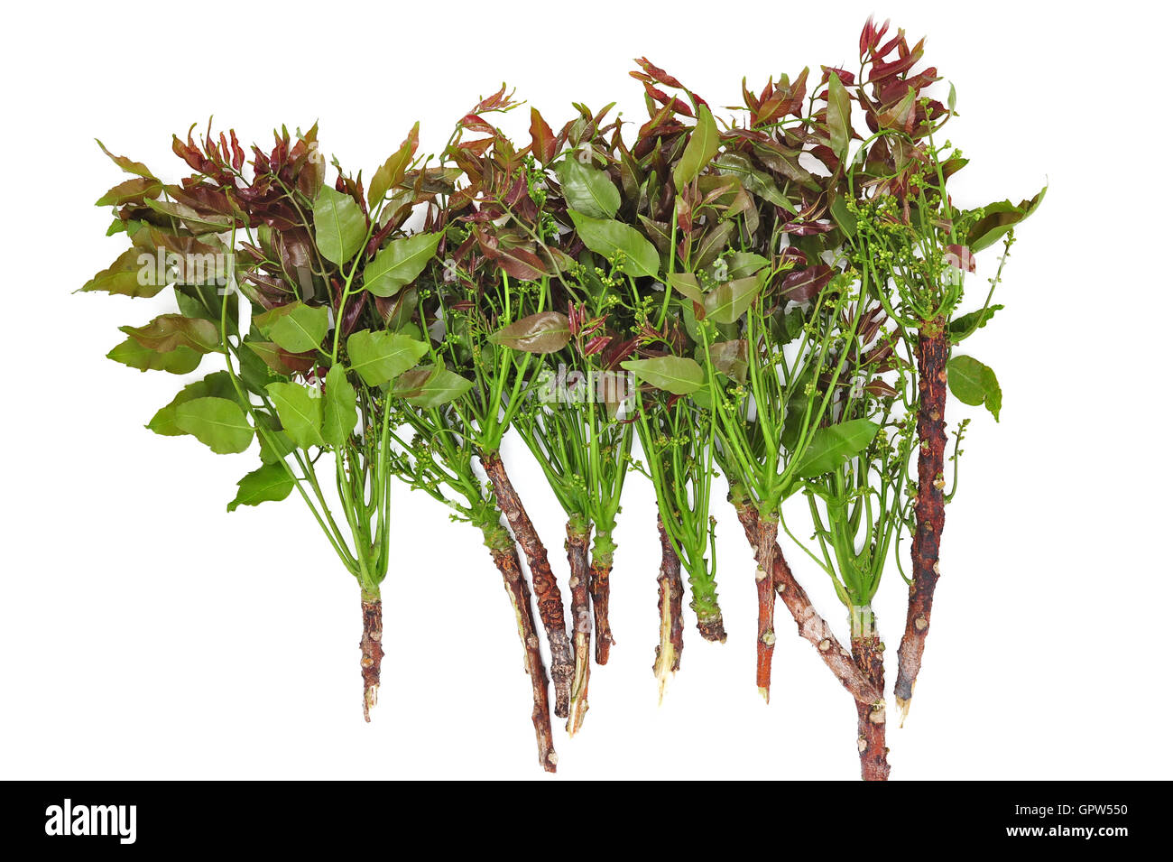 Neem flowers hi-res stock photography and images - Alamy