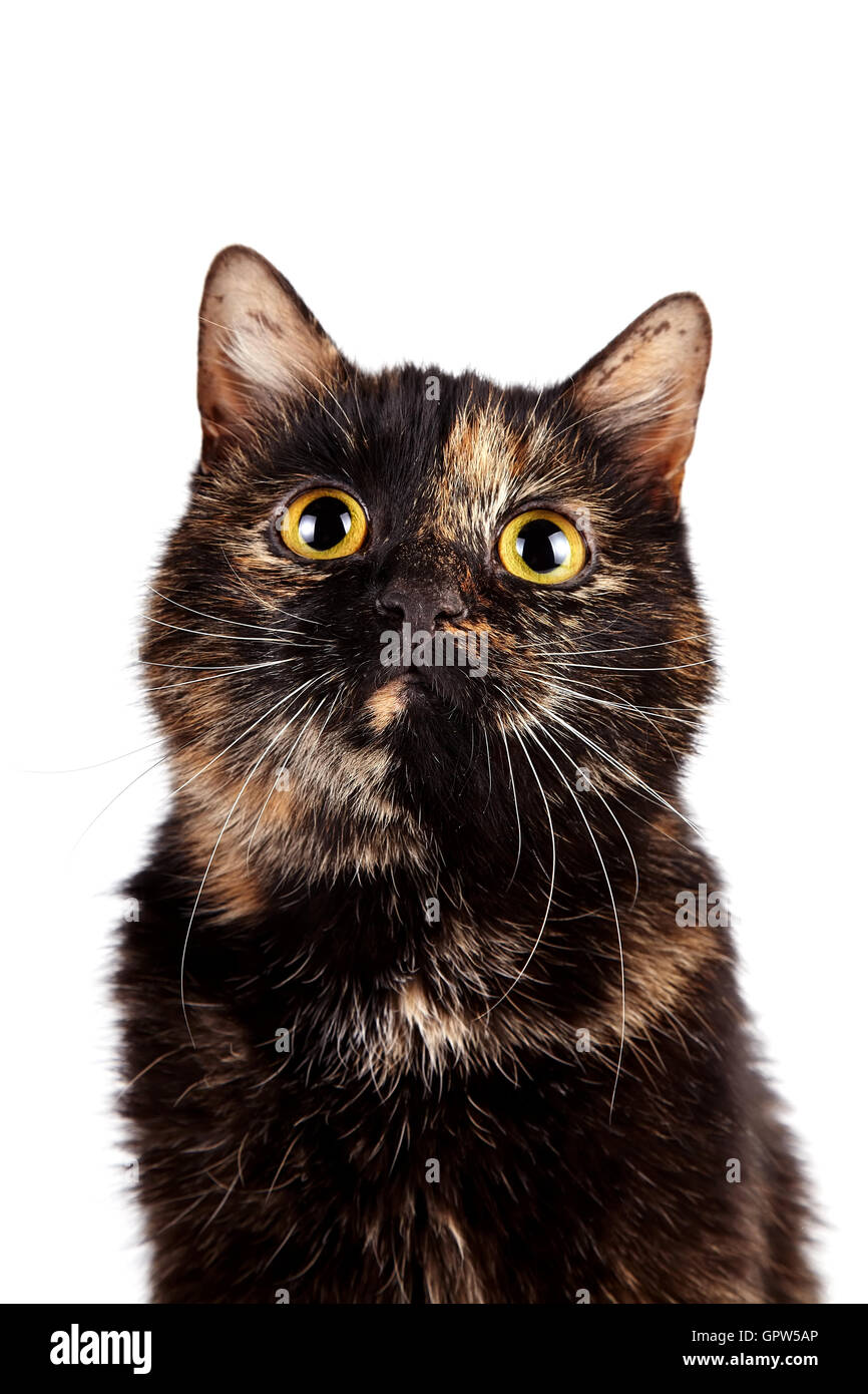 Portrait of a multi-colored cat Stock Photo - Alamy