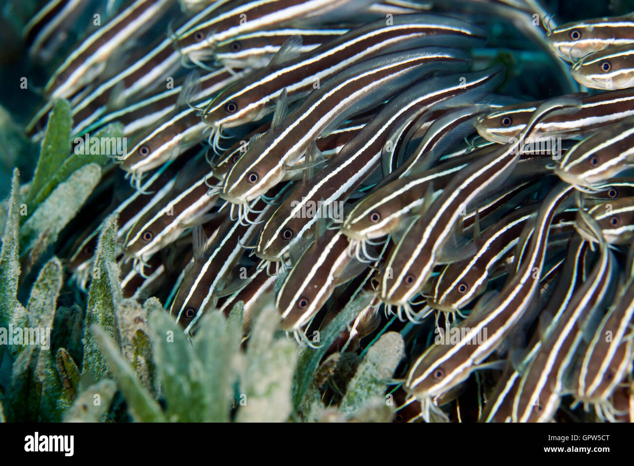 Striped eel catfish (plotosus lineatus) in the Red sea Stock Photo - Alamy