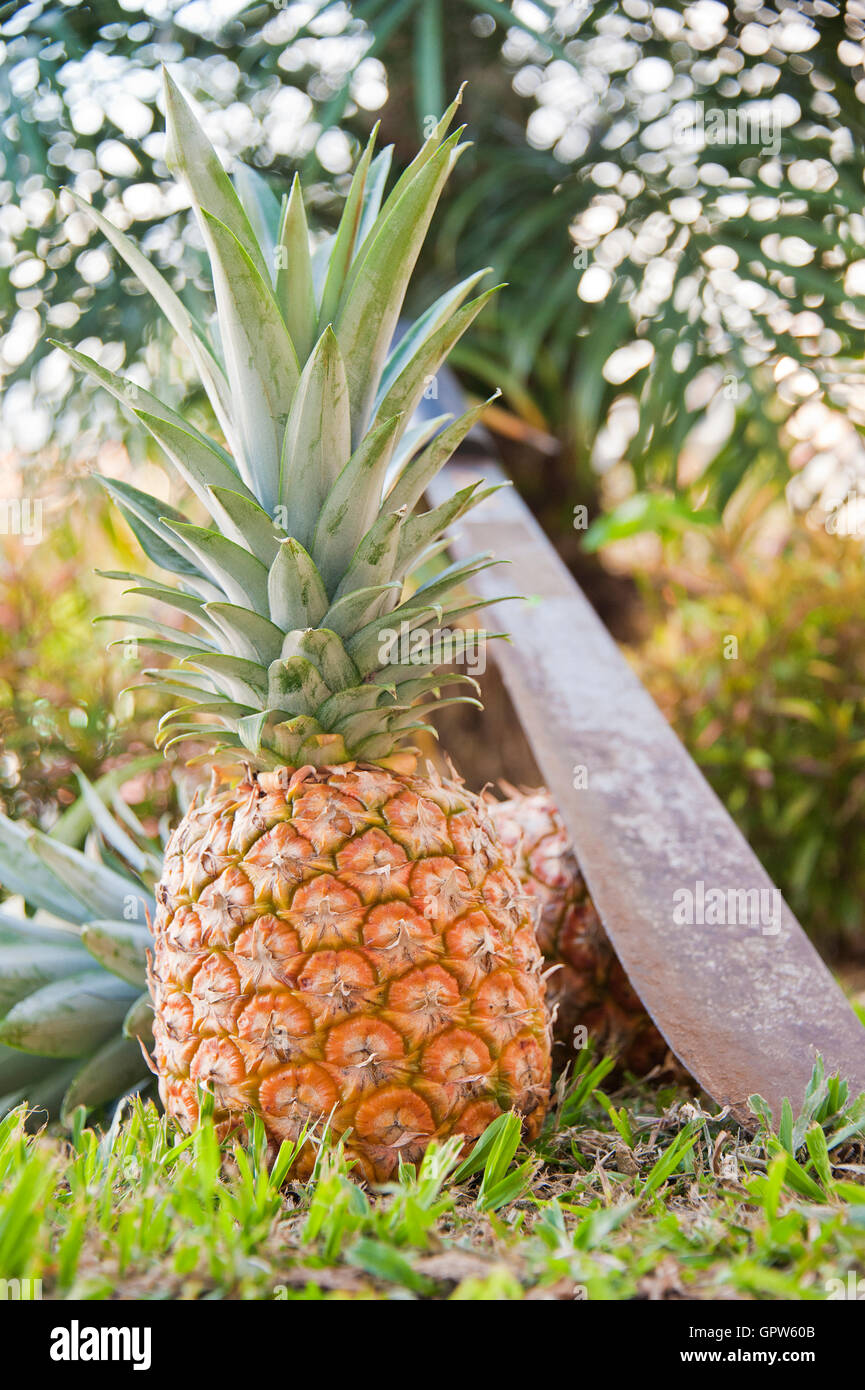 Harvested pineapples hi-res stock photography and images - Alamy