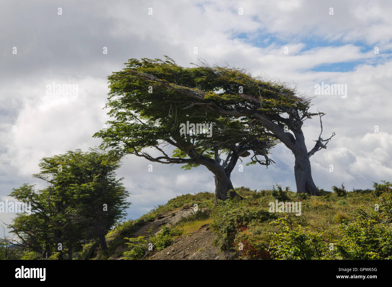 Wind-bent tree in Fireland (Tierra Del Fuego), Patagonia, Argent Stock ...