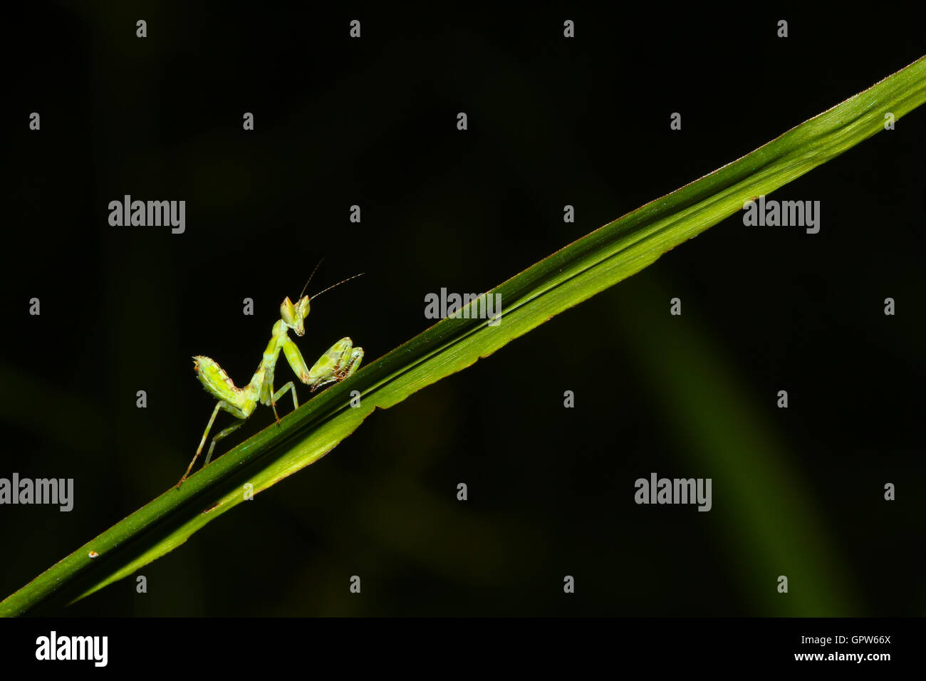 green mantis mantide Stock Photo - Alamy