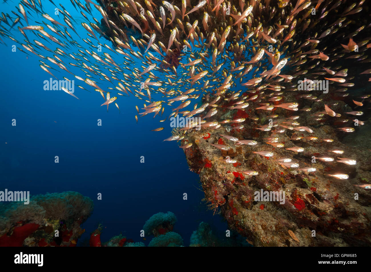 Sweepers and tropical reef in the Red Sea Stock Photo - Alamy