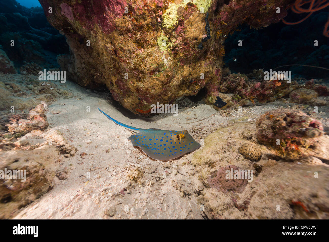 Bluespotted stingray and tropical reef in the Red Sea Stock Photo - Alamy