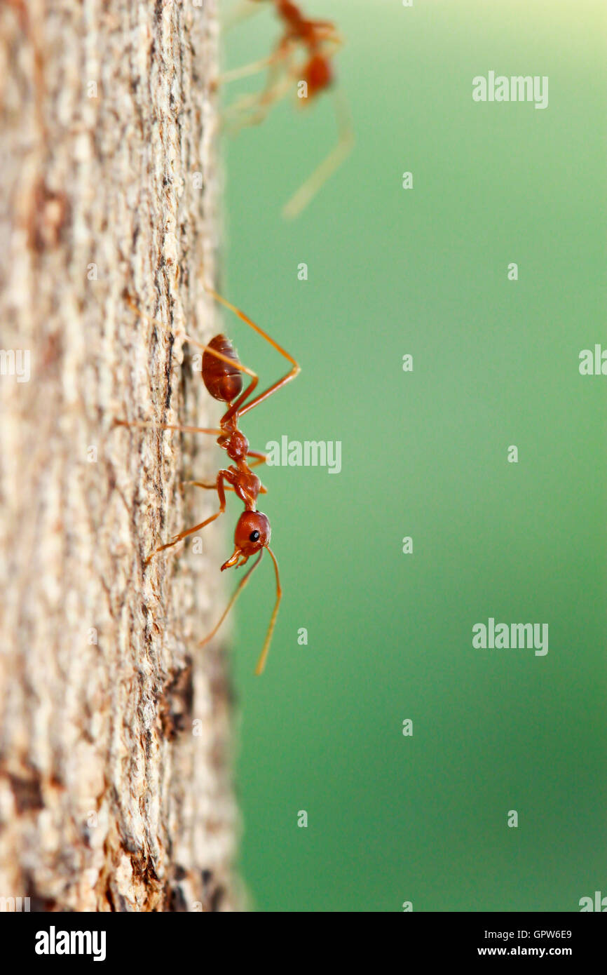 Ant on tree Stock Photo - Alamy
